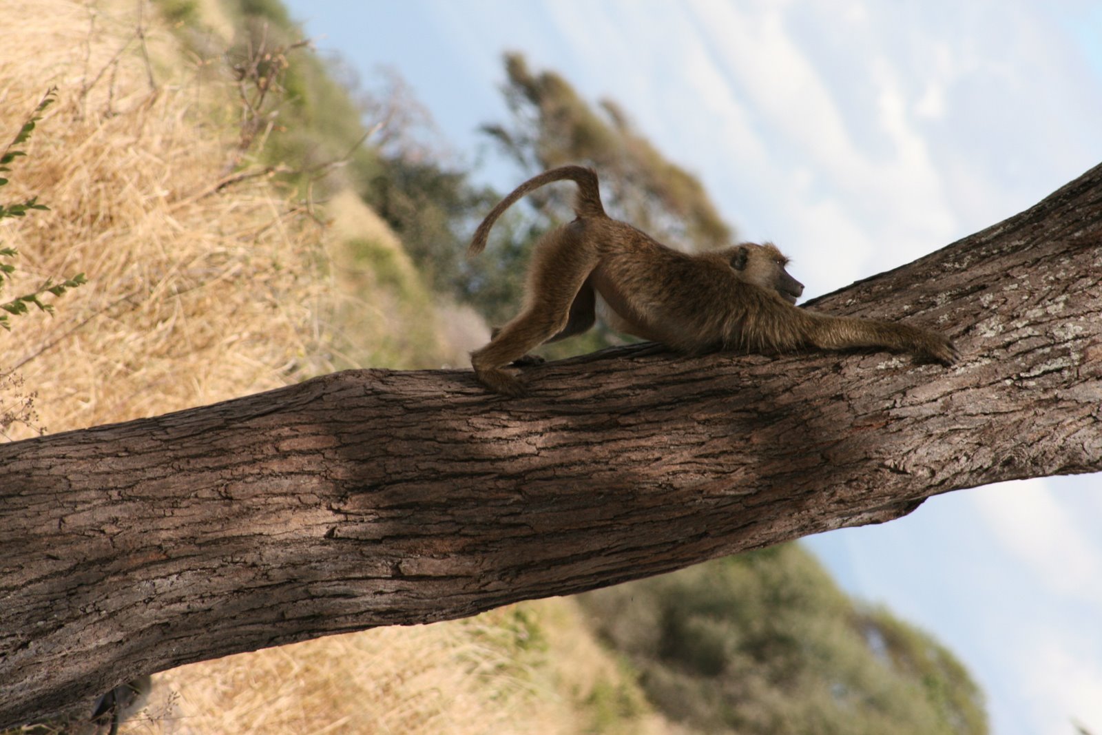 Monkey Strech – David M.D. Thompson